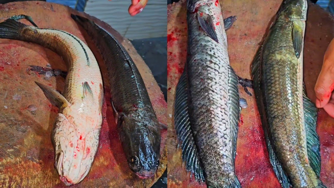 Murrel varaal korameen solfish കണ്ണൻ!! sagar fish hoodi Bangalore - YouTube