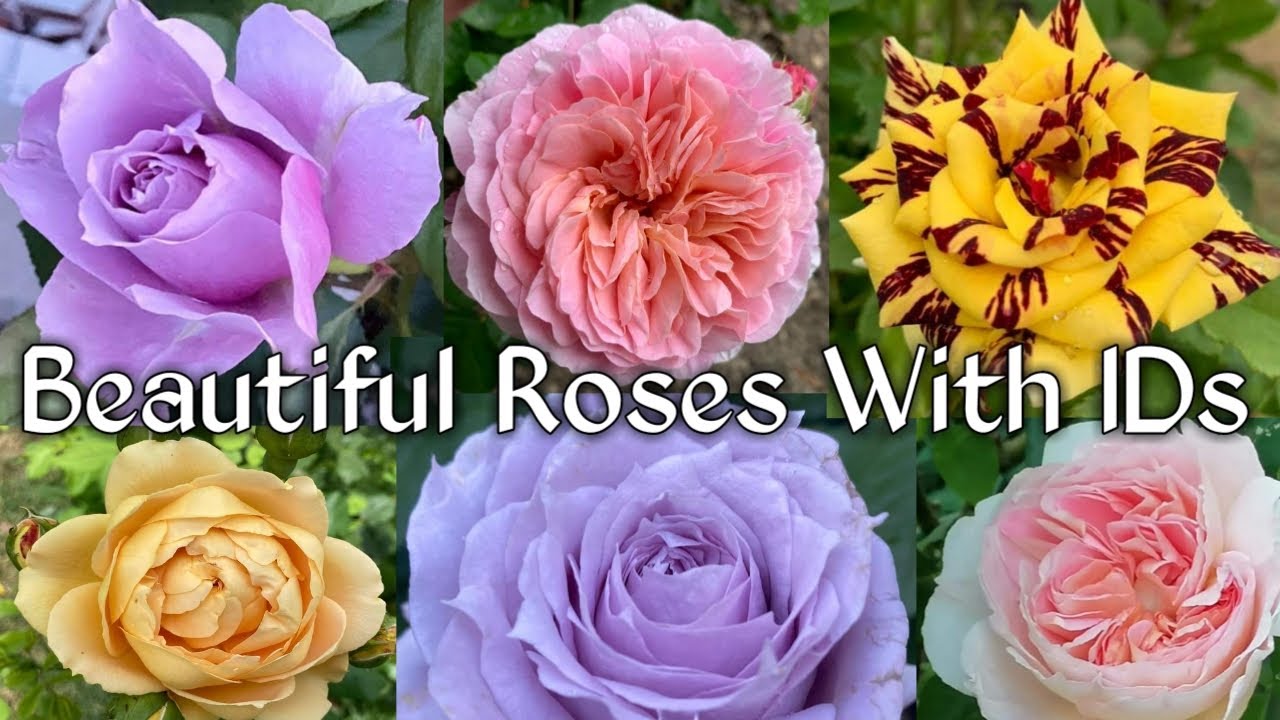 11 Very Beautiful Rose Varieties With Names or IDs | Rose Varieties ...