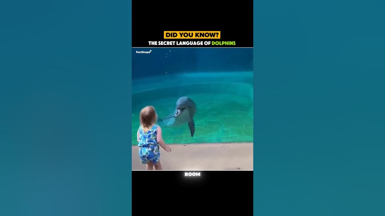 The Secret Language Of Dolphins 🤯 - YouTube