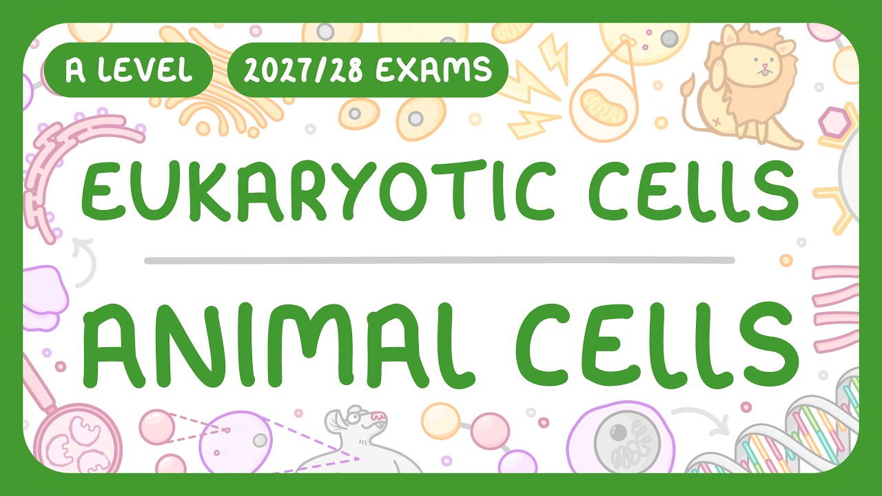A-Level Biology - Eukaryotic Cells: Animal Cells | Organelles of Animal ...