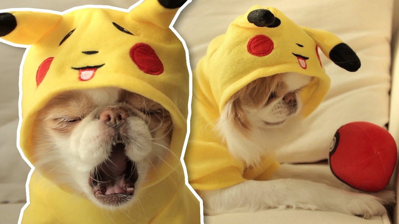 My dog is PIKACHU - YouTube