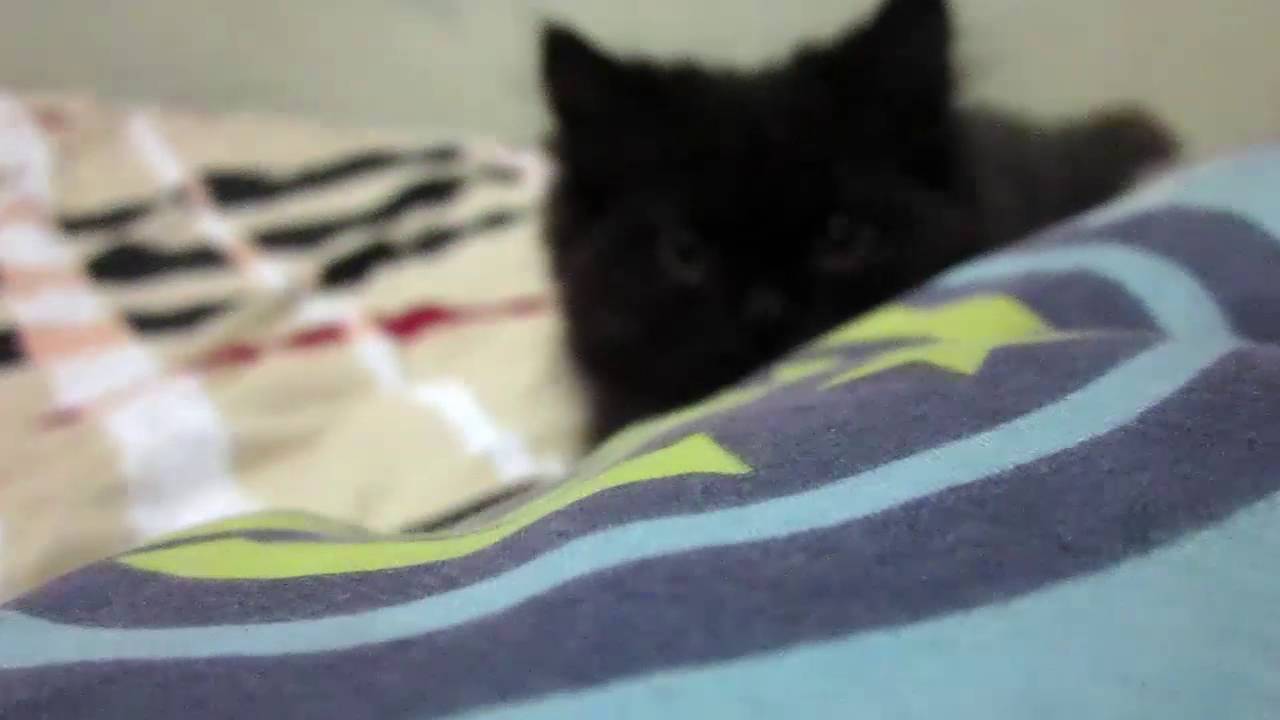 Anak kucing hitam dan lucu - YouTube