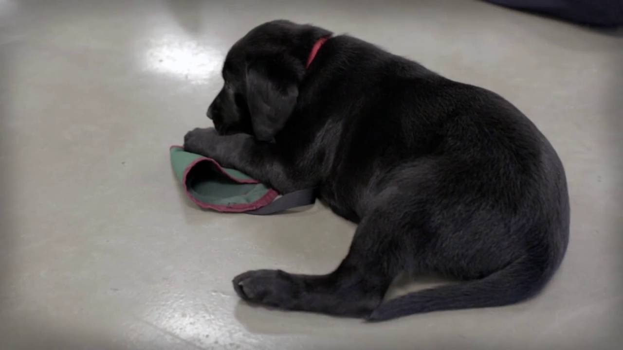 PAWS For Fun - Paws Cape - YouTube