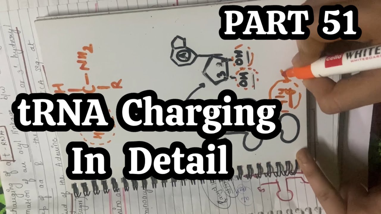 PART 51 🧬 tRNA Charging || Protein Synthesis (Translation) first step 🧬 ...
