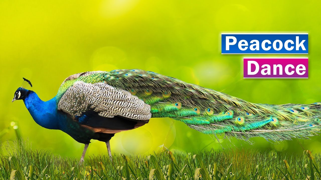 Peacock Dance | Peacocks Opening Feathers | Beautiful Peacocks in the ...
