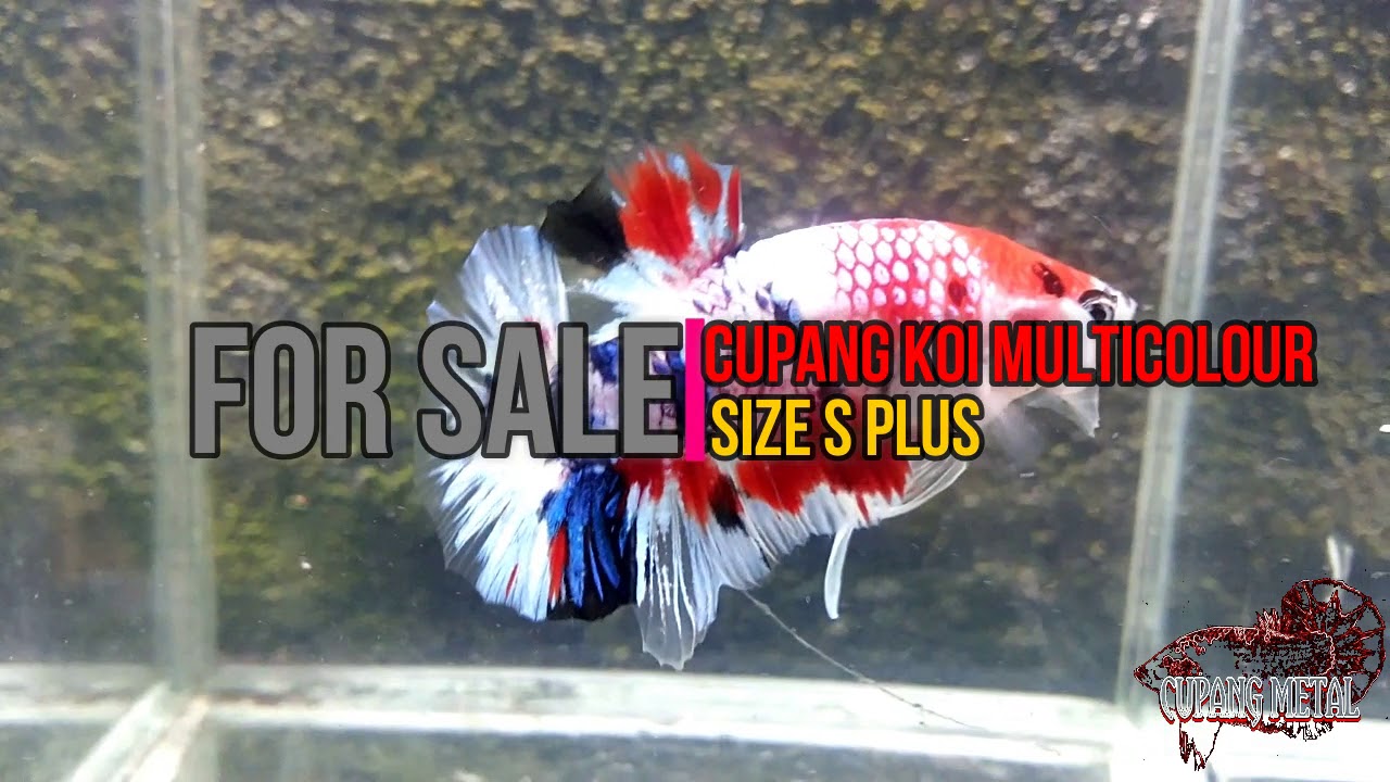 Cupang Koi Multicolour 04 - YouTube