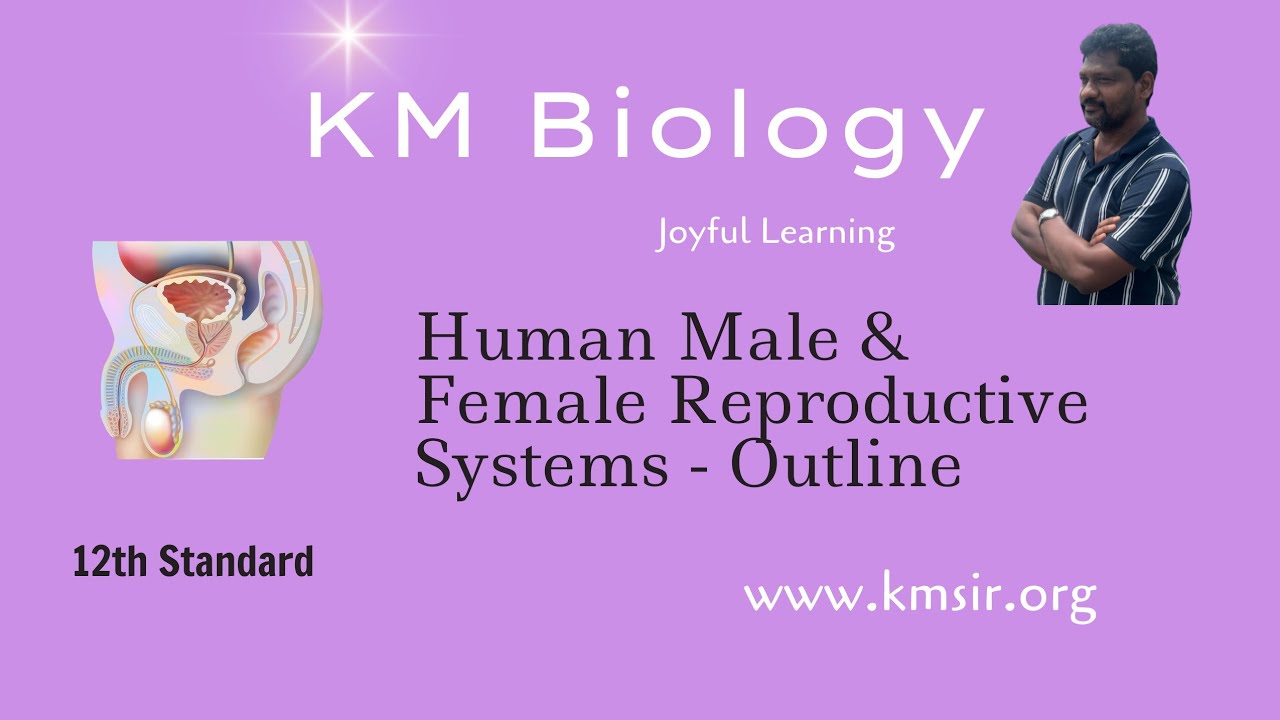 KM Biology - Human Male & Female Reproductive Systems and their parts # ...