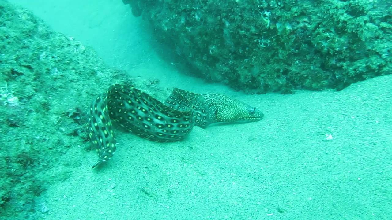 Jewel spotted moray eel - cabo san lucas - YouTube