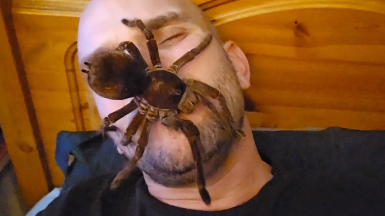 Training Goliath Birdeater Not To Bite My Face 🤣 - YouTube