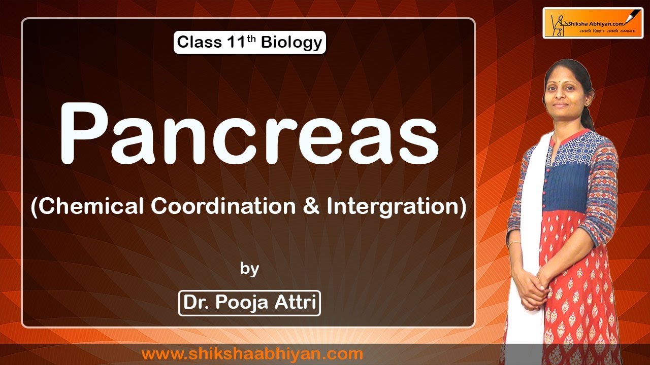 Pancreas | Chemical Coordination and Integration | CBSE Class 11 ...