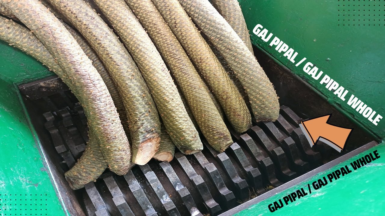 Gaj Pipal / Gaj Pipal Whole vs Fast Shredder Machine | ASMR - YouTube