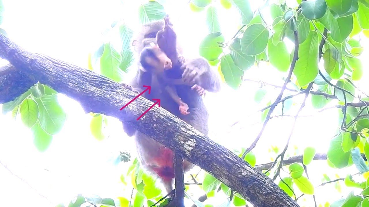 To prevent fall down from young mother careless on high tree newborn ...