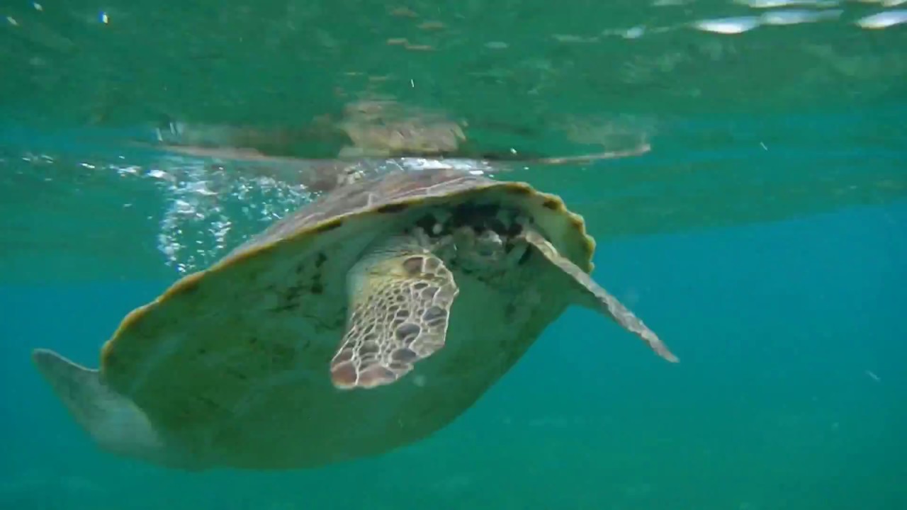 Kuredu turtles - YouTube