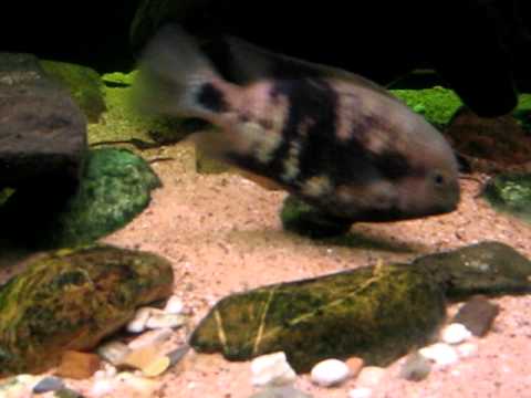 Chuco micropthalmus Rio Motagua and Paraneetroplus gibbiceps Rio de la ...