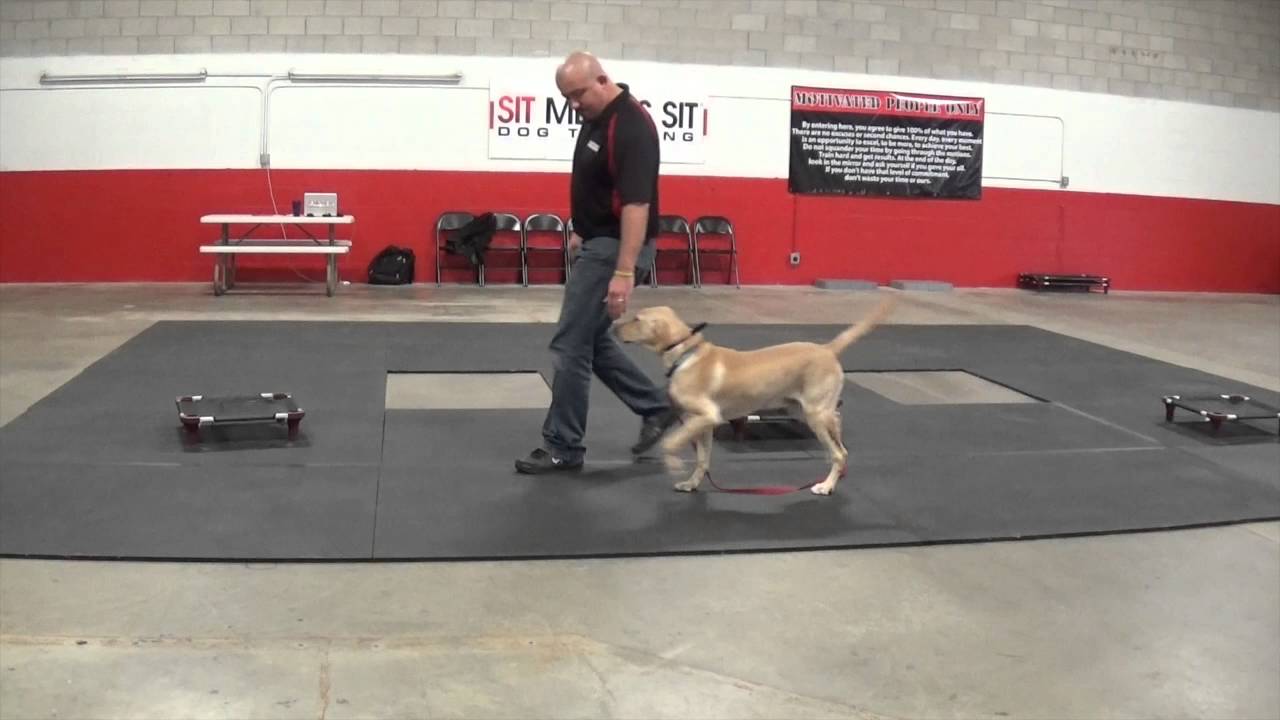 Winchester - 7 month old Yellow Labrador Retriever - YouTube