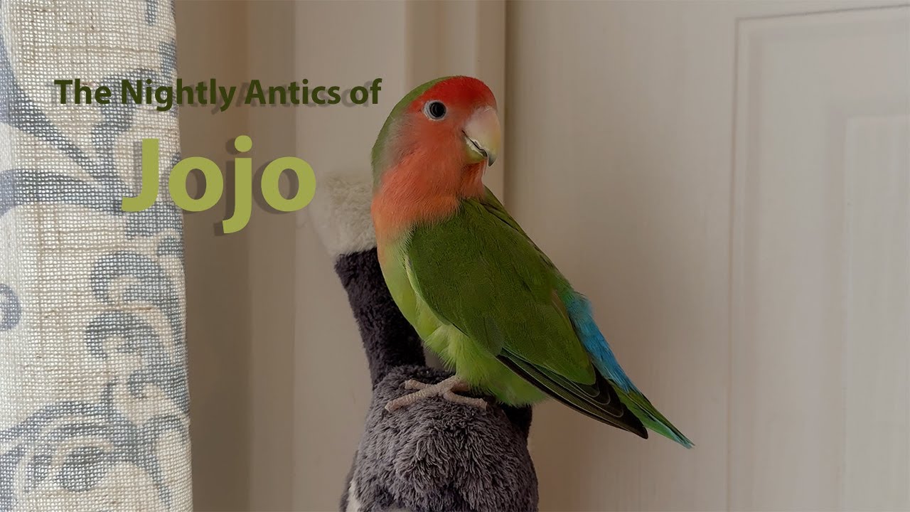 Jojo's Antics - YouTube