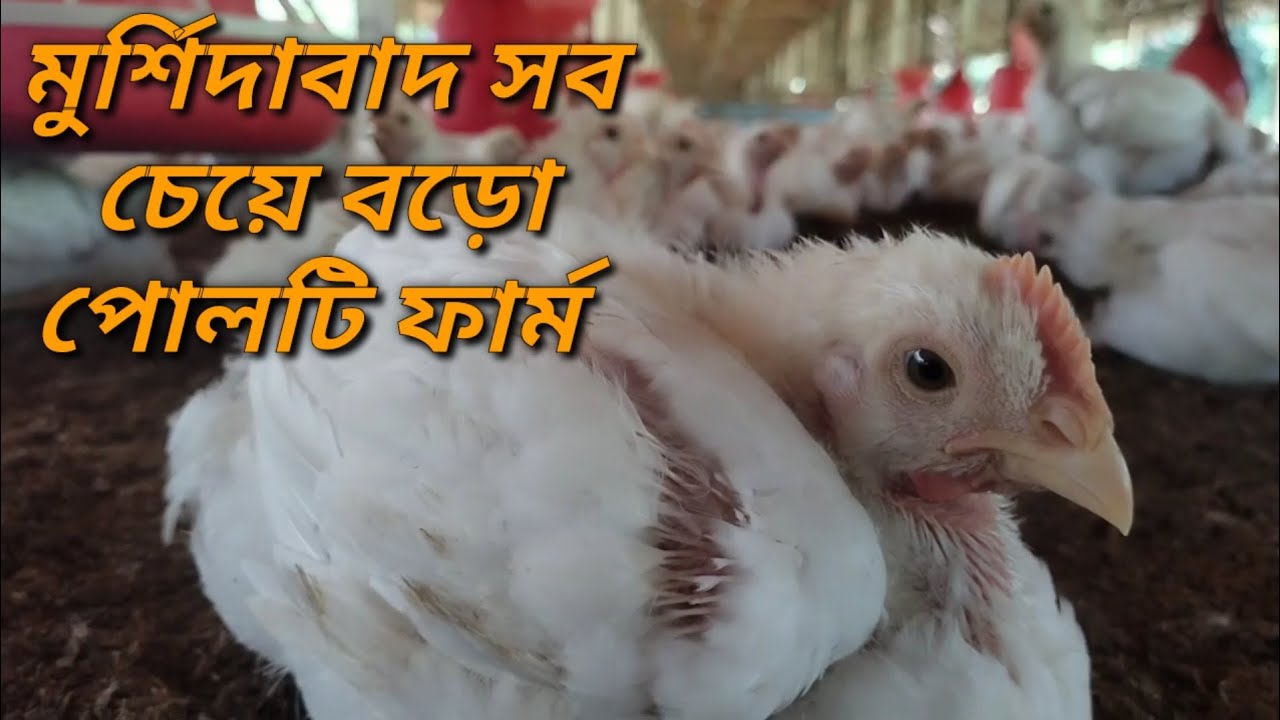 polti murgi farm and polti murgi farm business or polti murgi farm ...