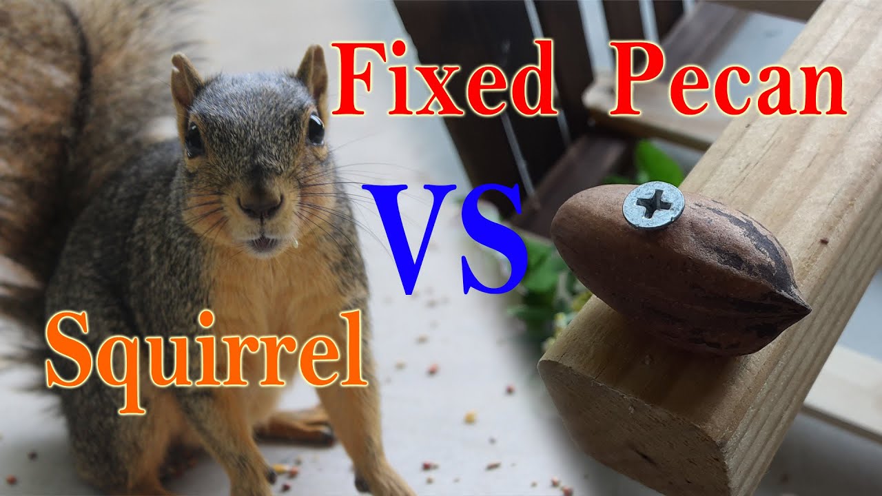 Squirrel VS Fixed Pecan (01), How to Get it, Balcony Squirrel Feeding ...
