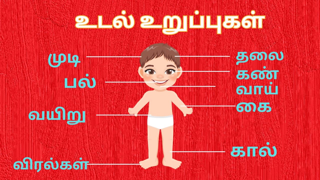 உடல் உறுப்புகள் | Udal Uruppugal In Tamil I Learn Parts Of Human Body ...