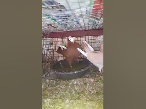 Very beautiful 😍 Exotic pigeons 💯 Breeding pair | Exotic pigeons - YouTube