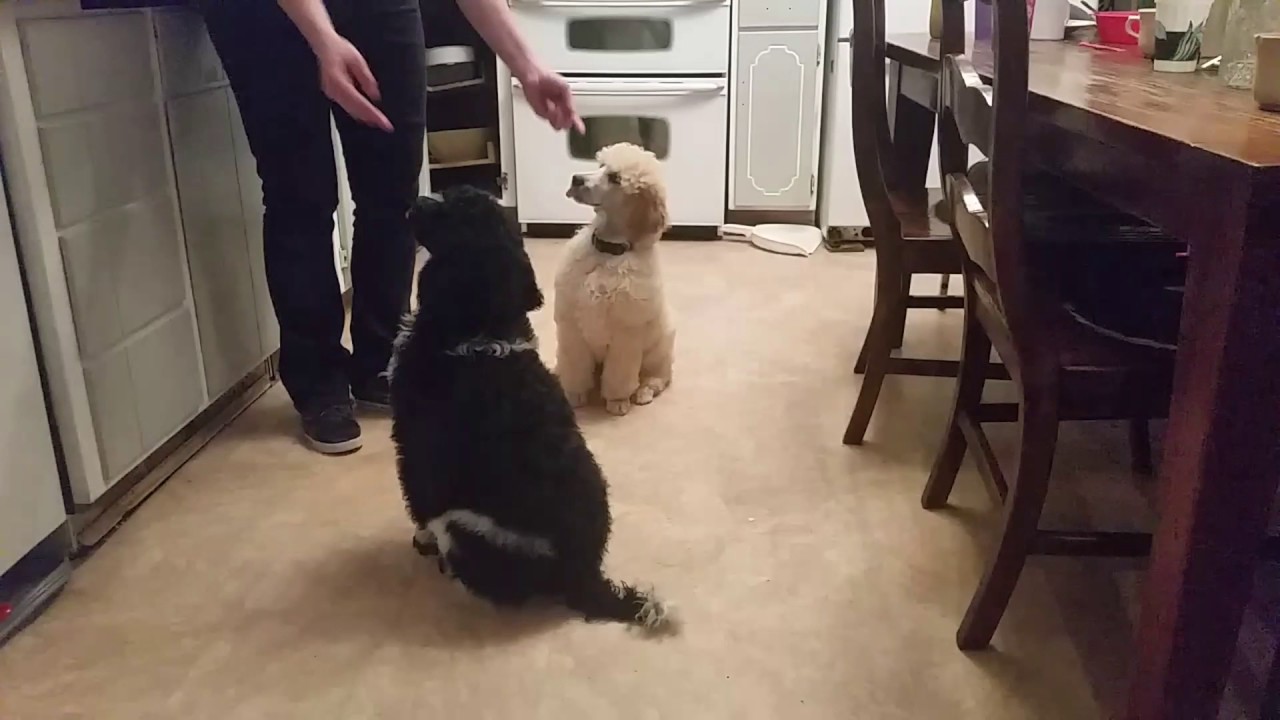 Standard Poodles not scared of loud noises - YouTube