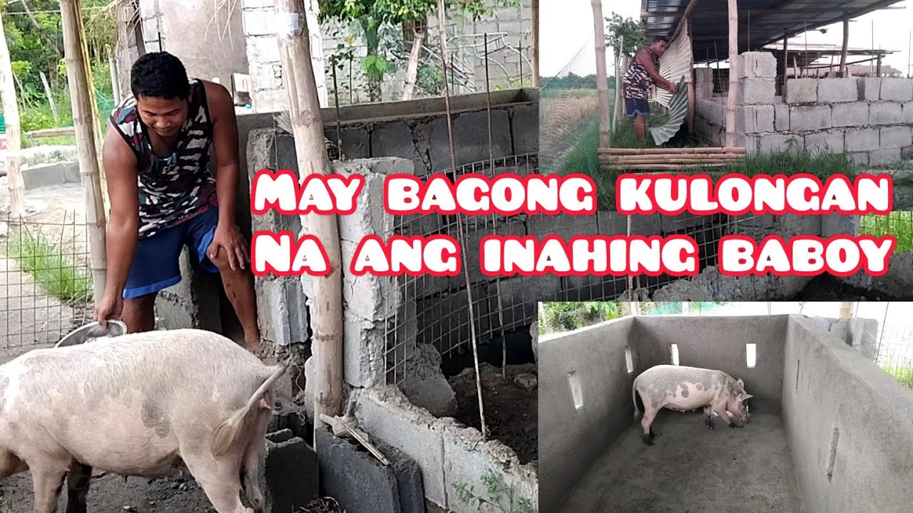 MAY BAGONG KULONGAN NA ANG INAHING BABOY - YouTube