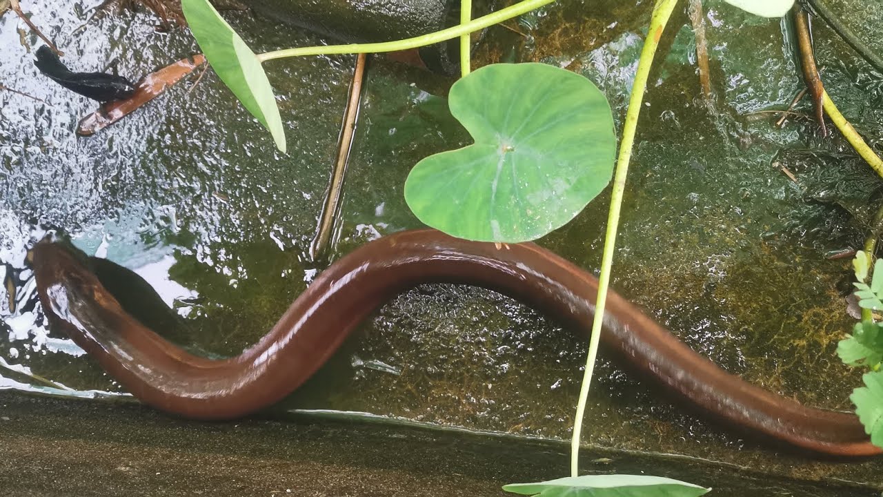 Share how to raise eels in the pool free ចែករំលែក ...