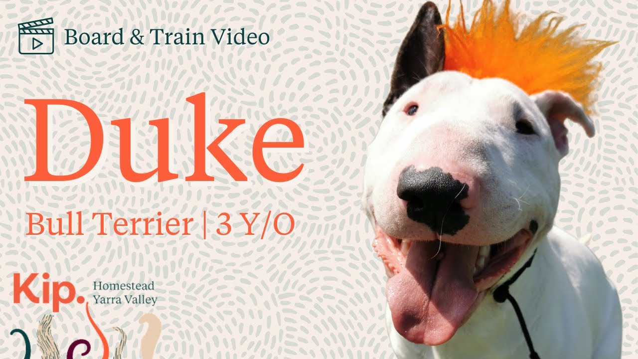 Duke Training Video - YouTube