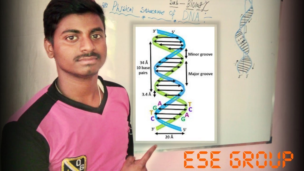 Physical structure of DNA (In Bengali) - YouTube