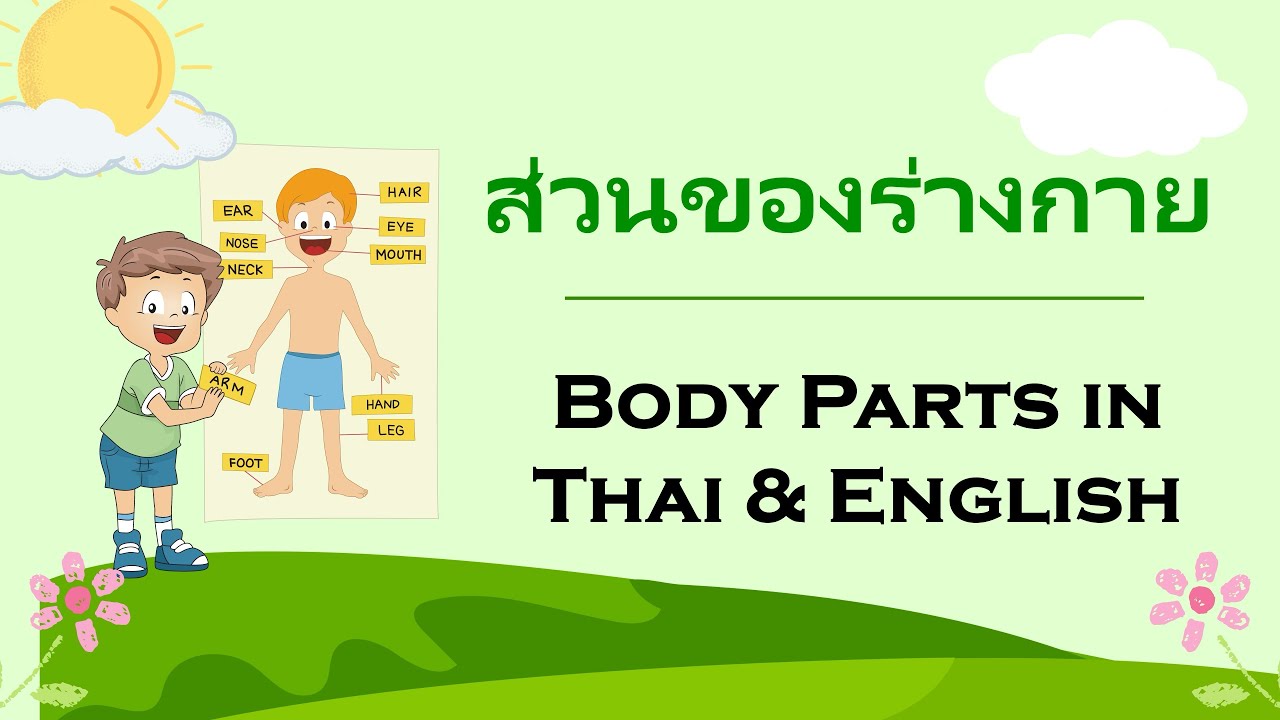 ส่วนของร่างกาย - Body Parts in Thai & English - YouTube