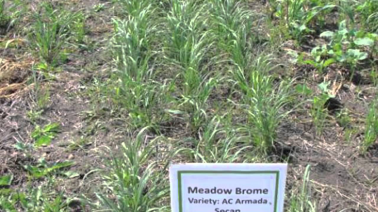 Bromegrass - YouTube