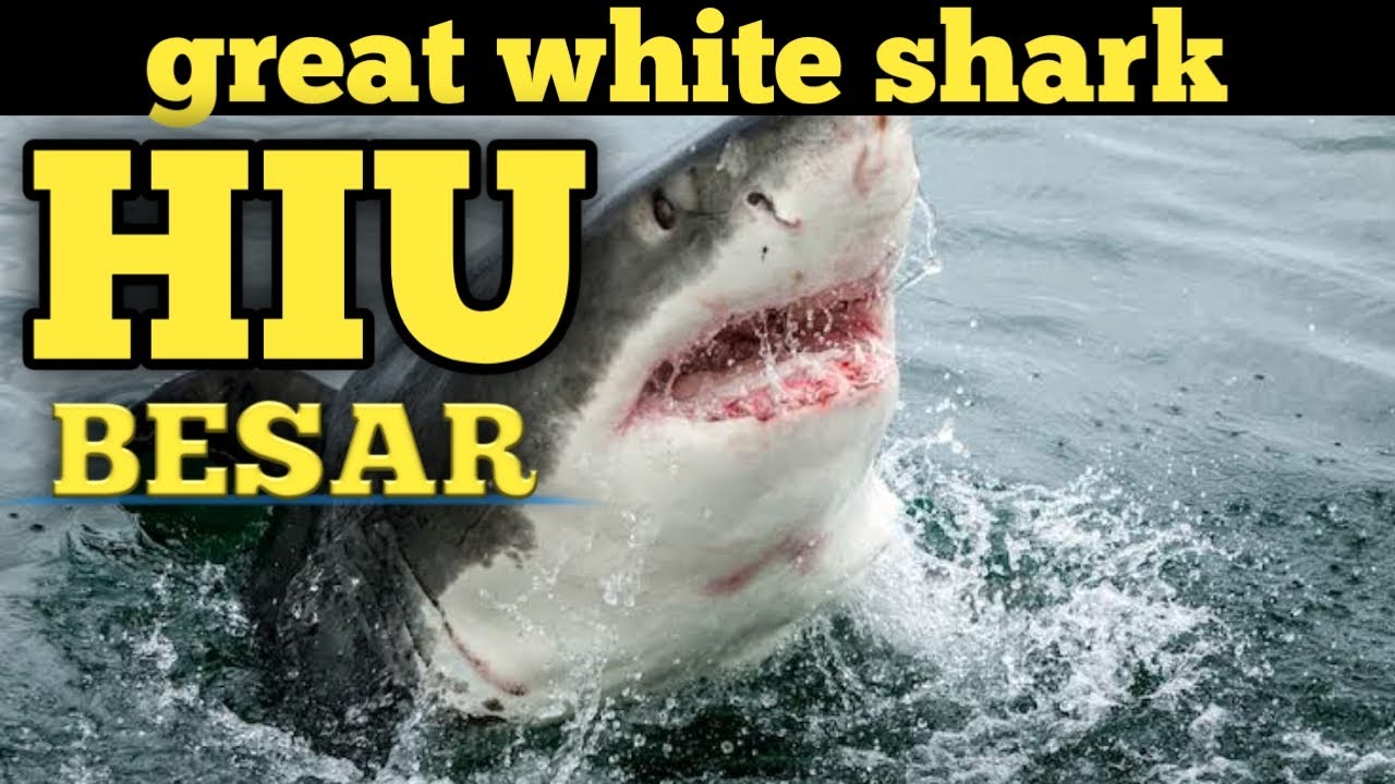 Mancing Hiu Besar, great white shark - YouTube