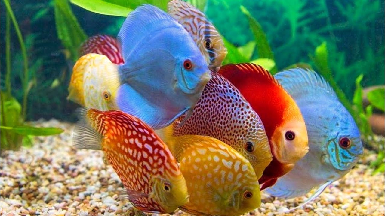 8 Makanan Ikan Discus Agar Cepat Besar Dan Warnanya Tambah Cerah - YouTube
