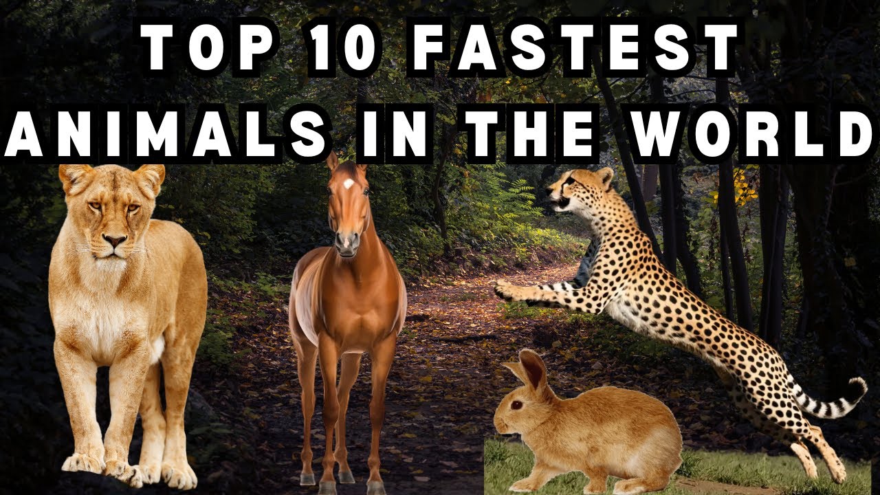 Top 10 Fastest Animals in the World | Fastest Runners in the Animal ...