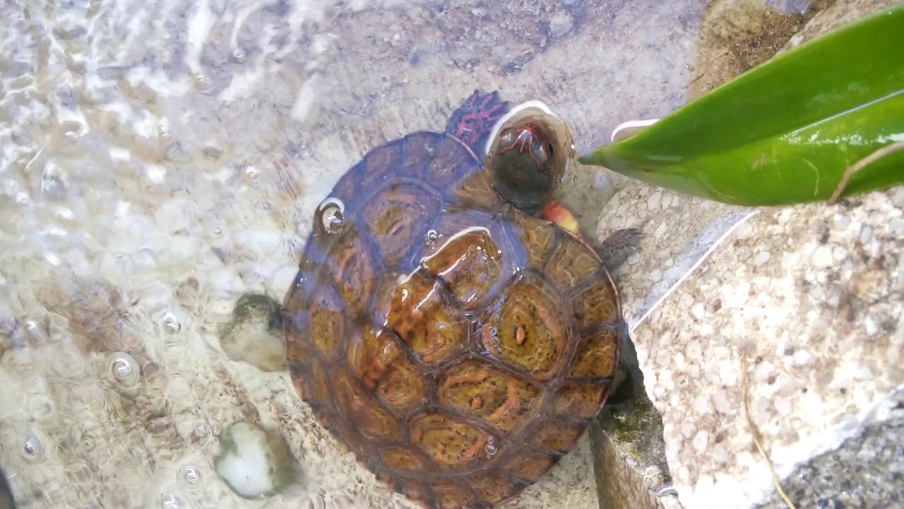 Tortugas pulcherrima o dragon de tierra. Estanque de tortugas. - YouTube