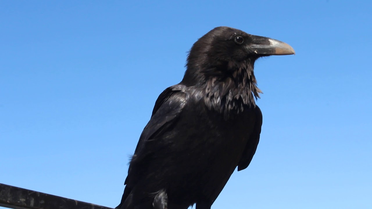 Black crow in the Utah desert - YouTube