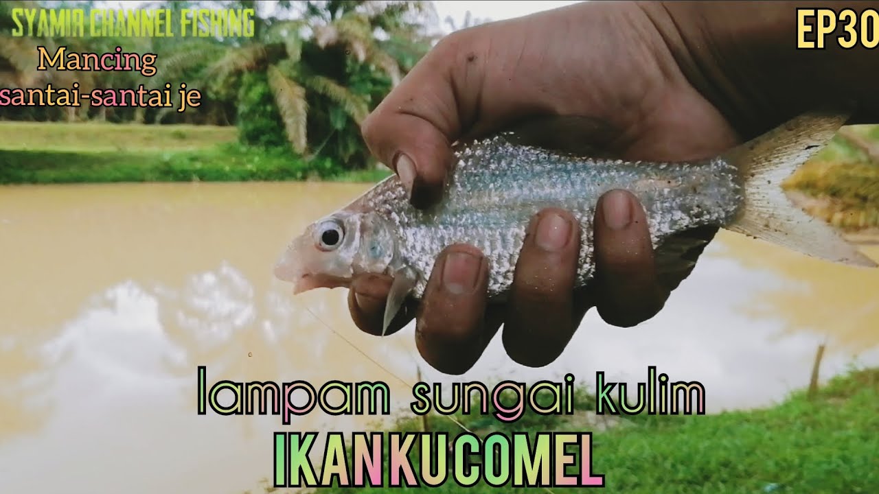 ep30:ikan lampam sungai kulim - YouTube