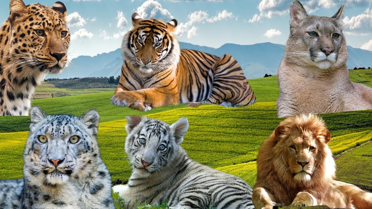 Life feline family - lion, tiger, leopard, puma, cat : animal sounds ...