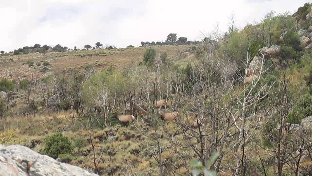Colorado 201 Elk #1 - YouTube