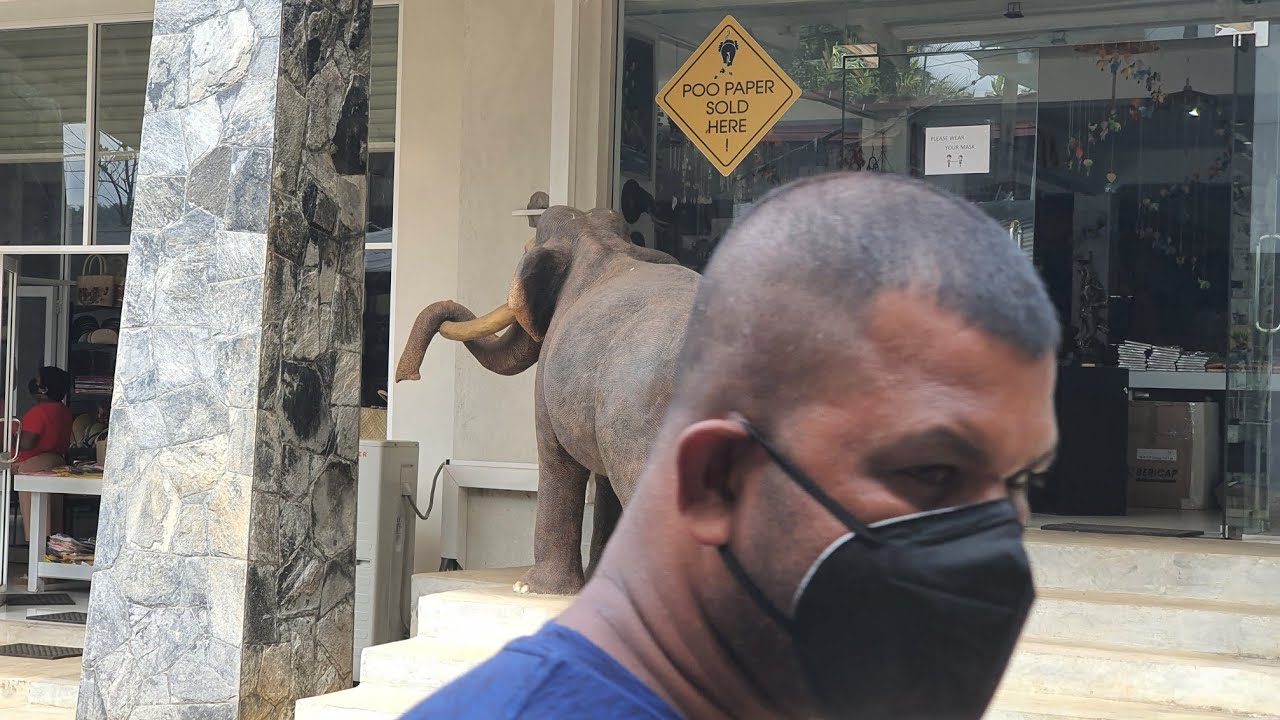 Sri Lanka Elephant Pooping Слоник какает - YouTube
