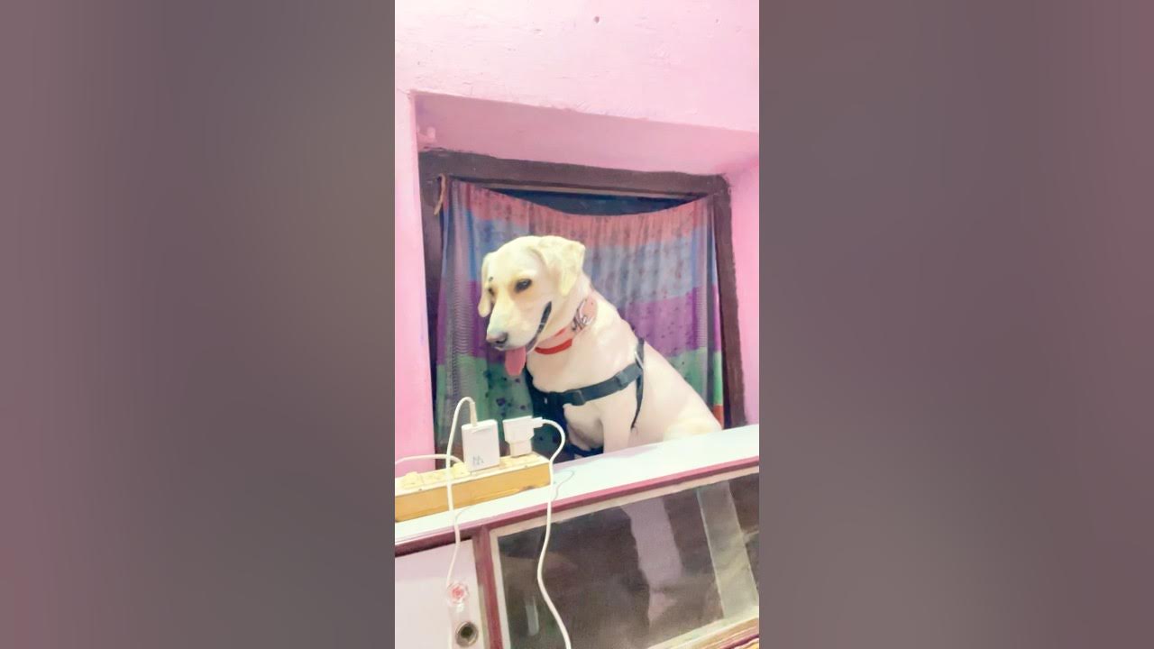 Labrador Roxy baby - YouTube