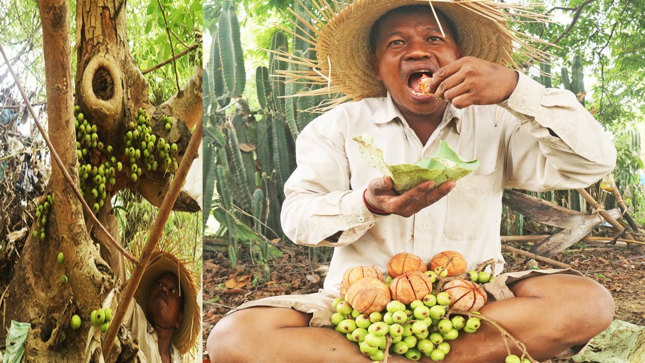 Yummy ,Eating Kind of fig tree,The fruit fills with Pepper of salt ...