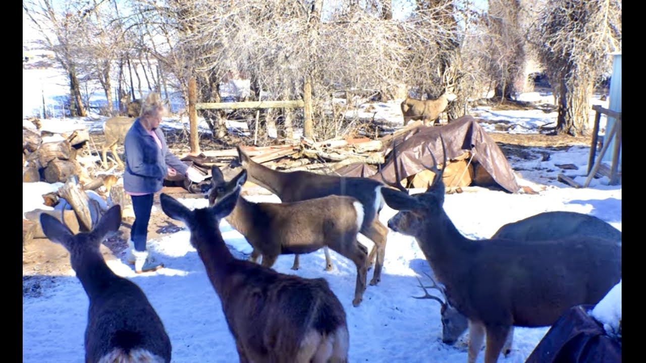 Woman Deer Whisperer HAND Feeds SO MANY Deer! 🤯🦌🍎 - YouTube