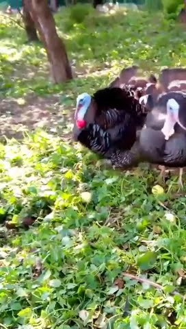 Turkeys swear! - YouTube