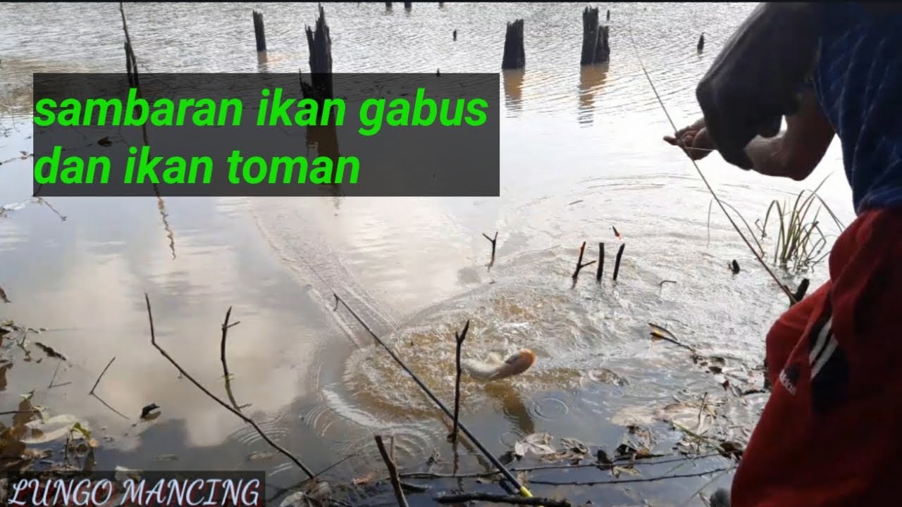 MANCING IKAN GABUS DAN IKAN TOMANG - YouTube