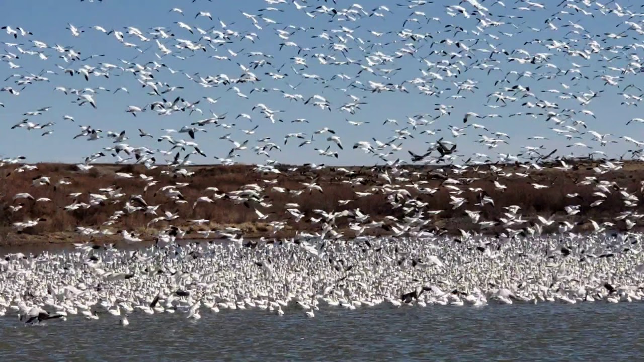 Snow Geese, Lamar, Colorado 12/22/18, 47° - YouTube