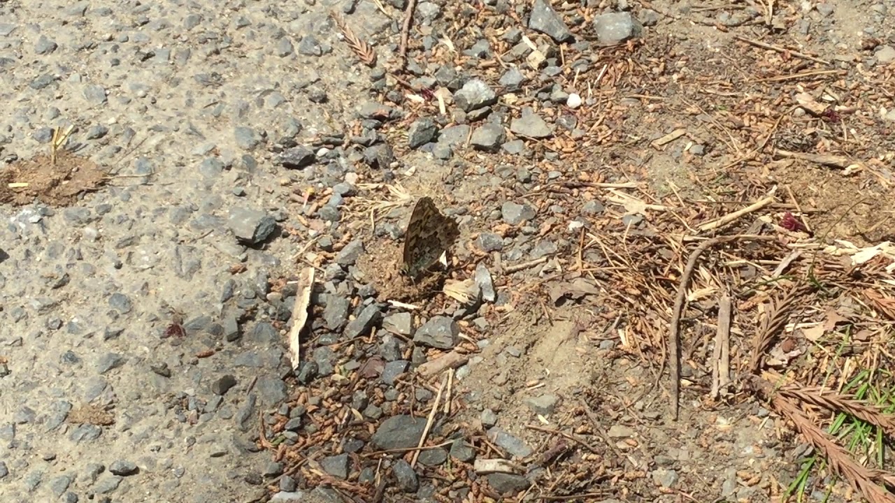 ヤマキマダラヒカゲ / Neope niphonica 茨城県関本町小川 2016/05/03 butterfly of Japan ...