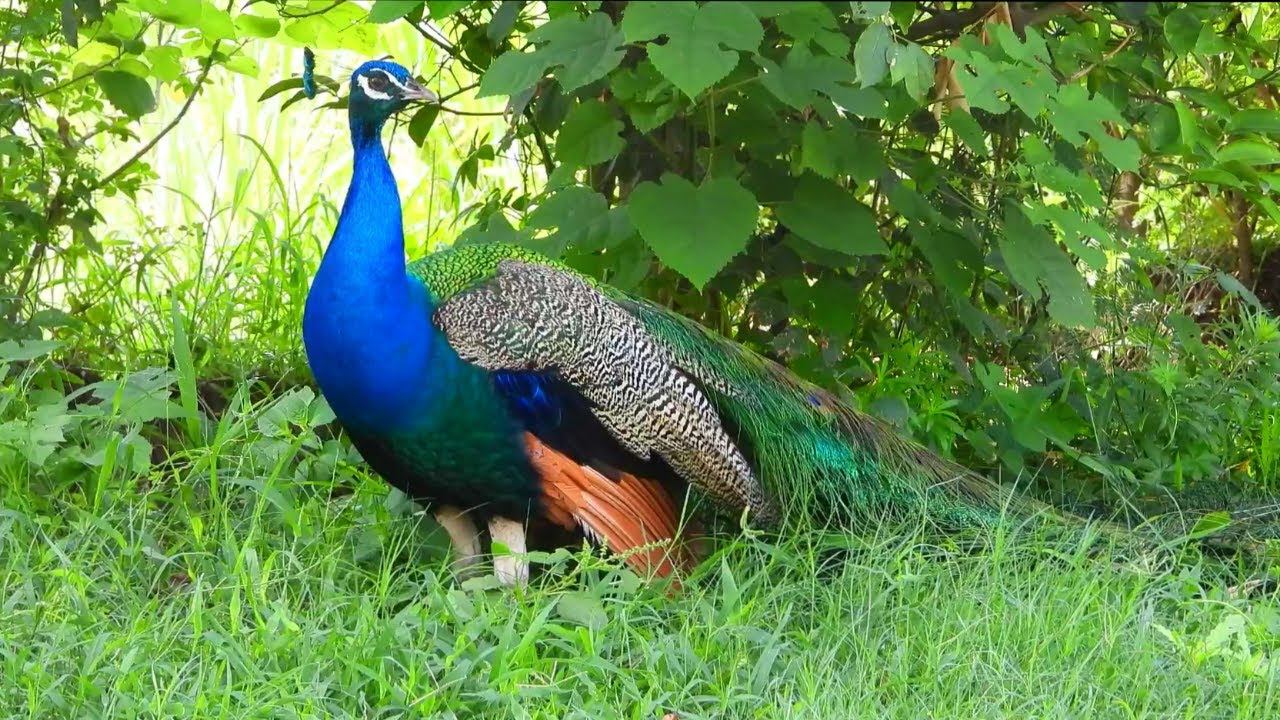 mor ki call or mor ki awaaz | peacock long and short sounds - YouTube