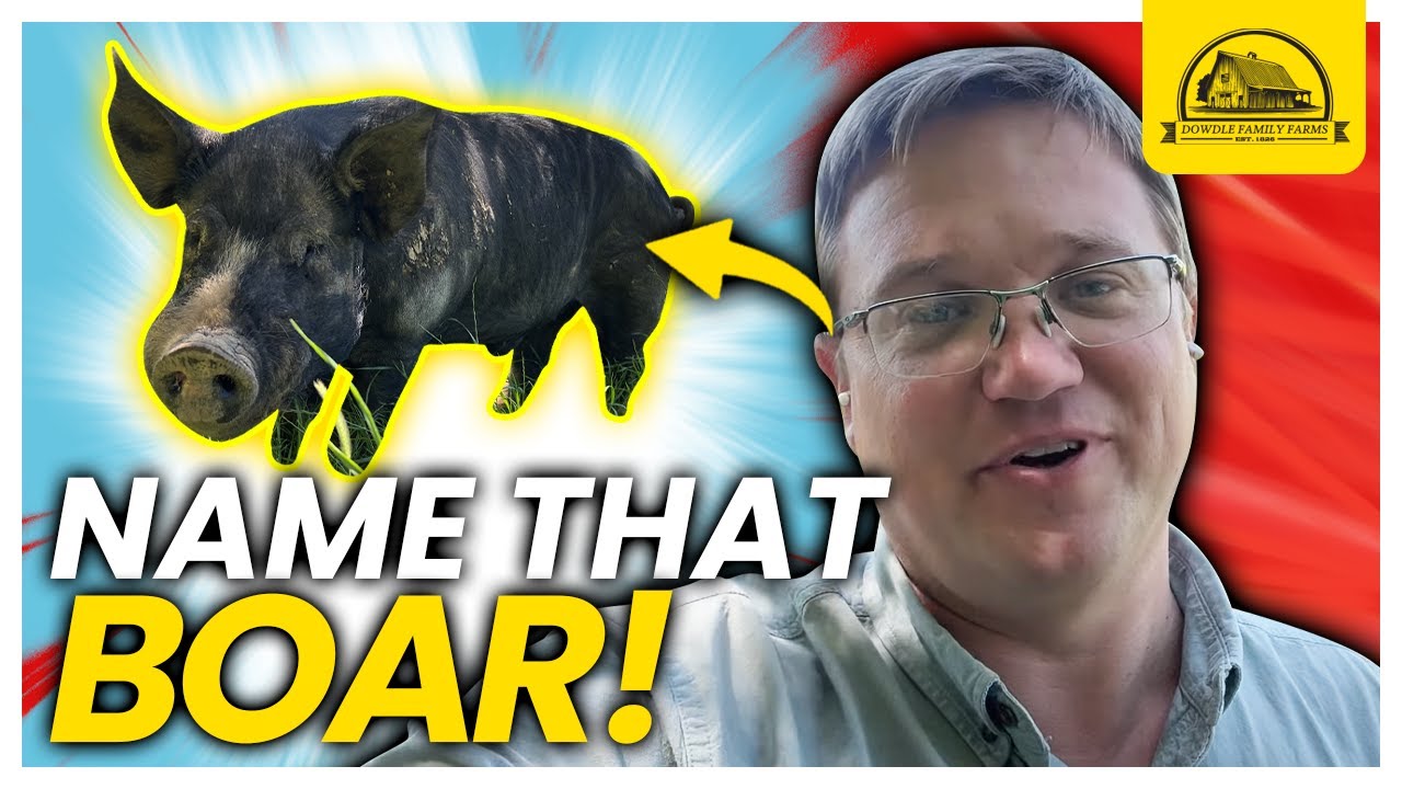 You Decide: Vote Now to Help Name that Boar! - YouTube