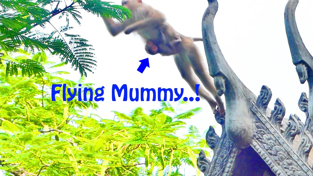 Flying Courageously...Little Mummy MONY Hugging Marco Flying From ...